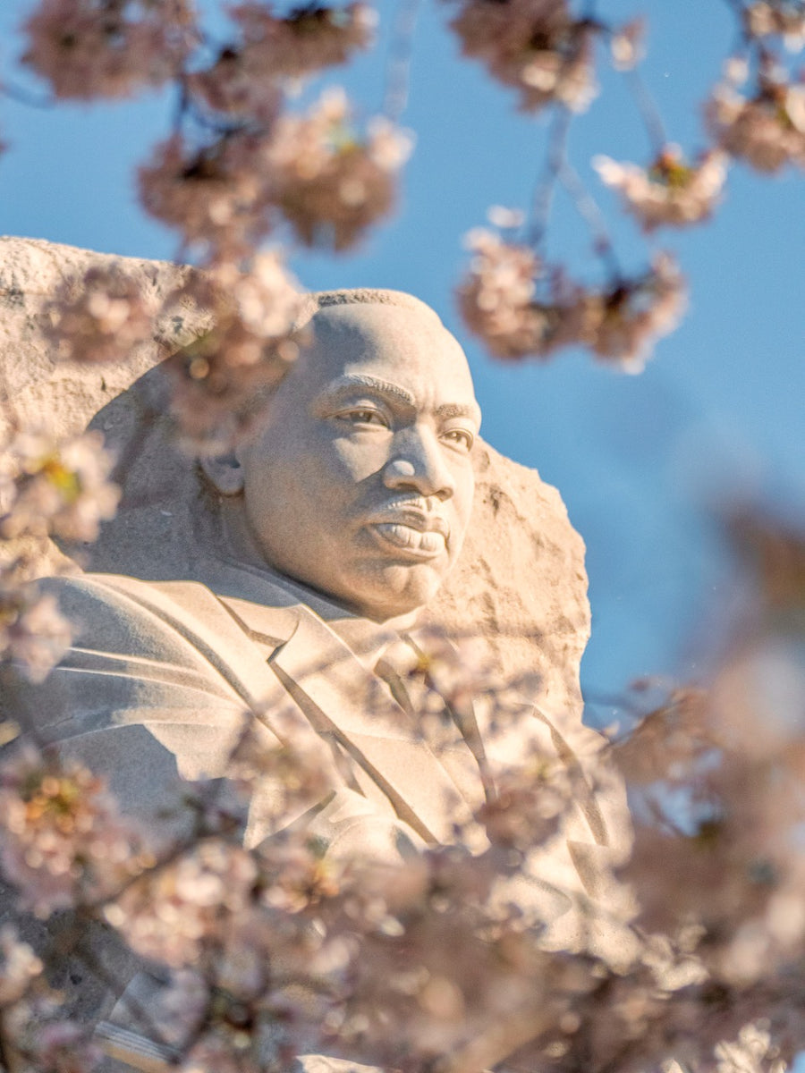 MLK Viewing Cherry Blossoms – Steven Madow Photography